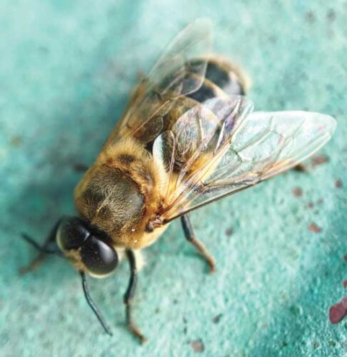 The Drone – Mother Earth News